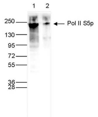 RNA Polymerase II/POLR2A Antibodies: Novus Biologicals